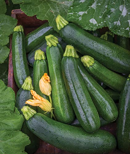 Burpee Fordhook Zucchini Summer Squash Seeds 50 seeds