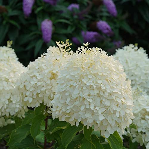 Proven Winners 1 Gallon, Puffer Fish™ Panicle Hydrangea (Paniculata),